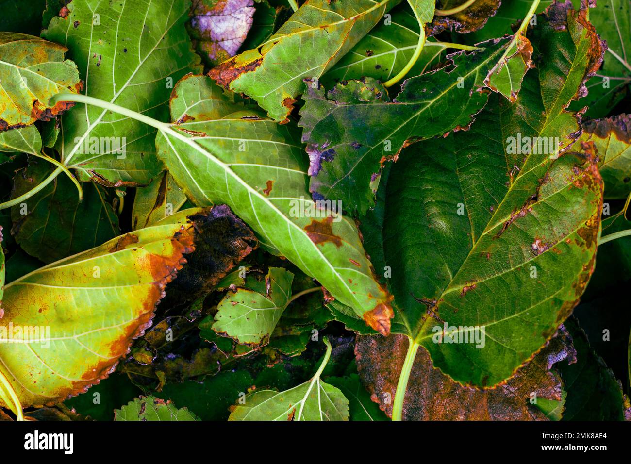 Mixed Pile of Dried and Moldy Tree Leaves .A Picture of Neglect Decay ...