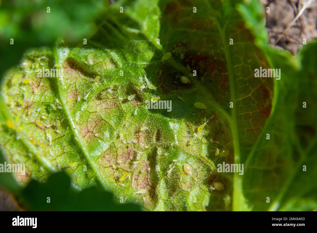 Aphids curled foliage, close up Leaf curled on cherry tree, Prunus sp ...