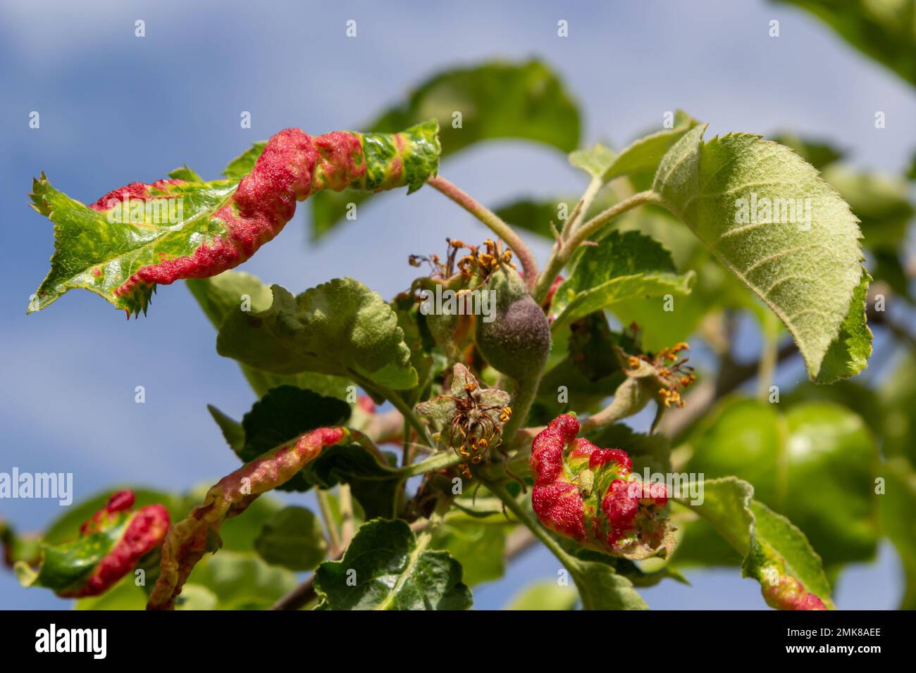 Aphids curled foliage, close up Leaf curled on cherry tree, Prunus sp ...