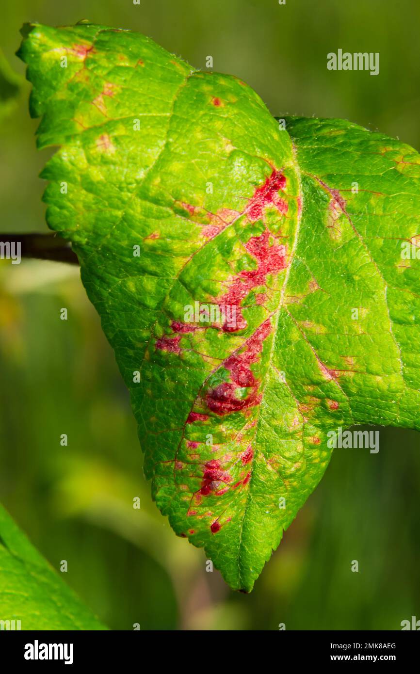 Branch of fruit tree with wrinkled leaves affected by black aphid ...