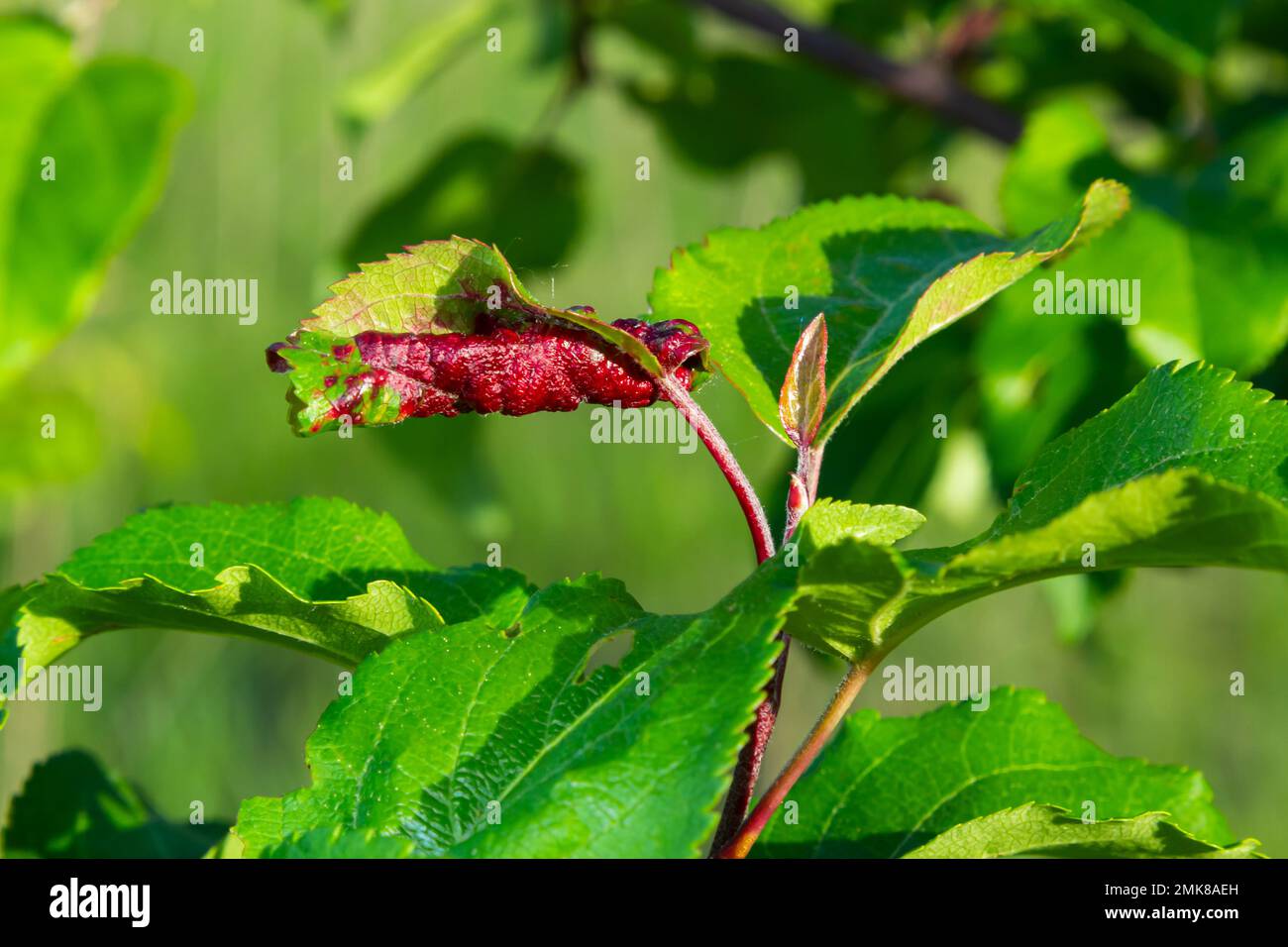 Aphids curled foliage, close up Leaf curled on cherry tree, Prunus sp ...