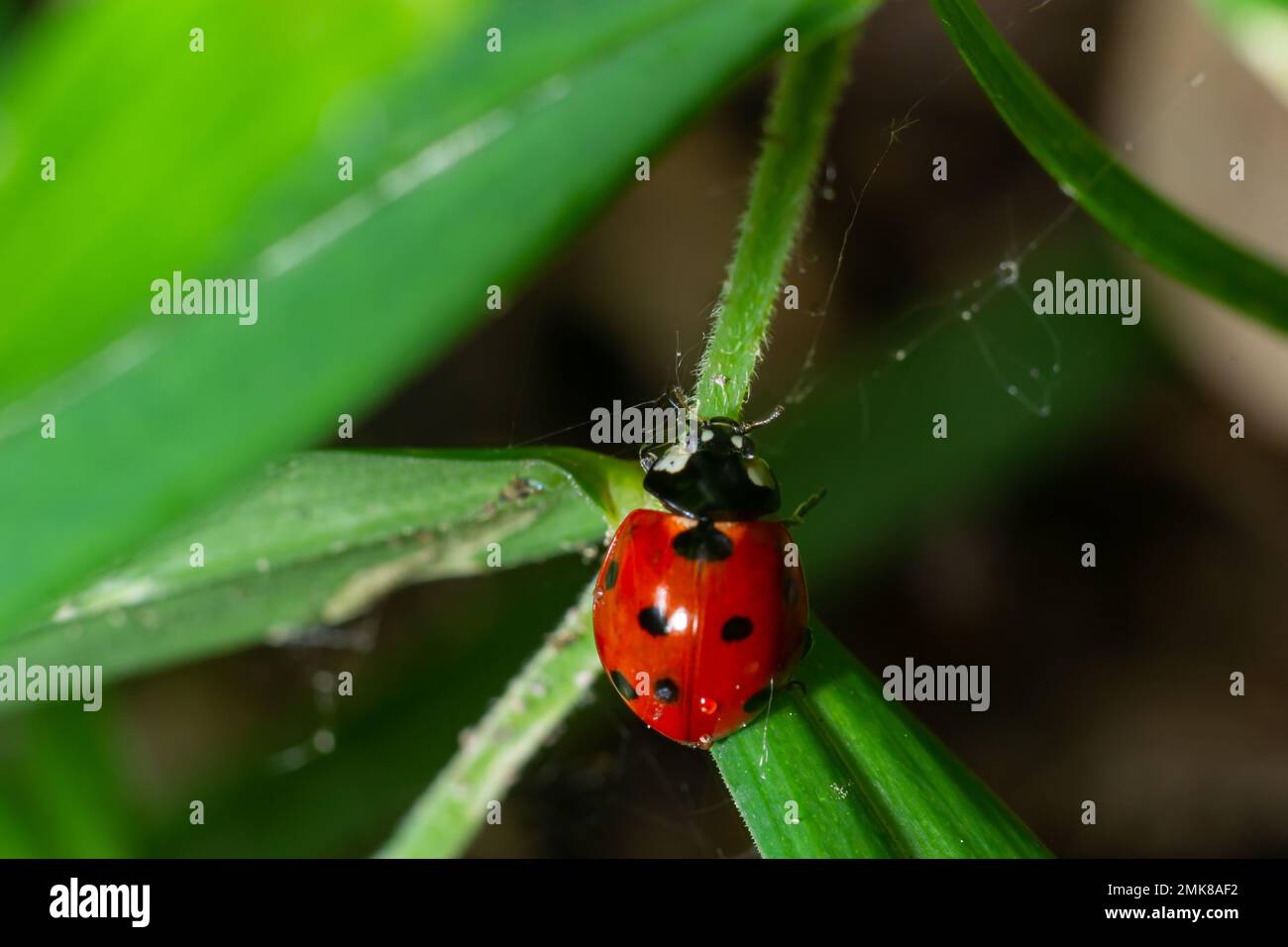 Ladybug with seven spots, Coccinella septempunctata, Coleoptera ...
