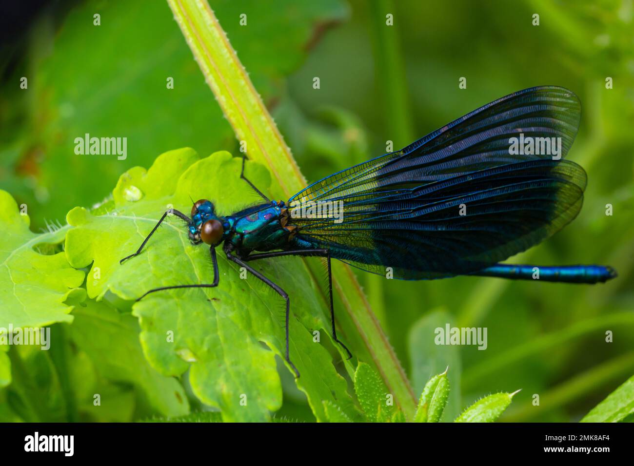 Banded demoiselle, Calopteryx splendens, sitting on a blade of grass ...