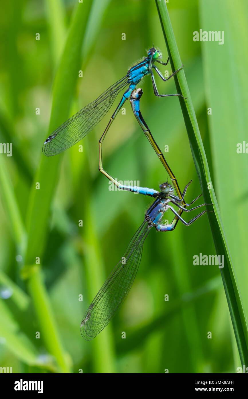 Two dragonflies Zygoptera mate, Odonata is an order of carnivorous ...