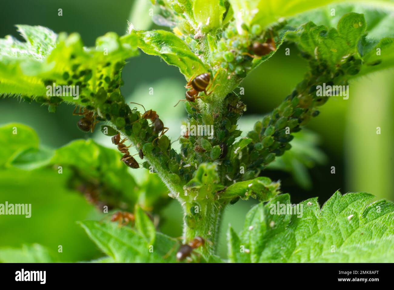 Aphids curled foliage, close up Leaf curled on cherry tree, Prunus sp ...