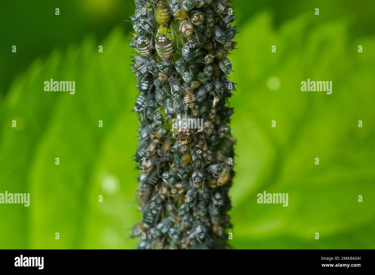 Aphids curled foliage, close up Leaf curled on cherry tree, Prunus sp ...