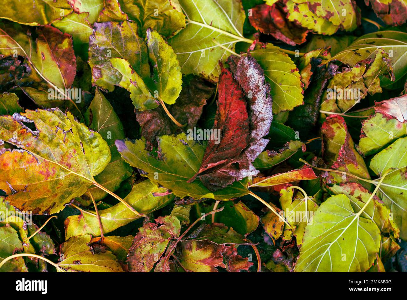 Mixed Pile of Dried and Moldy Tree Leaves .A Picture of Neglect Decay ...