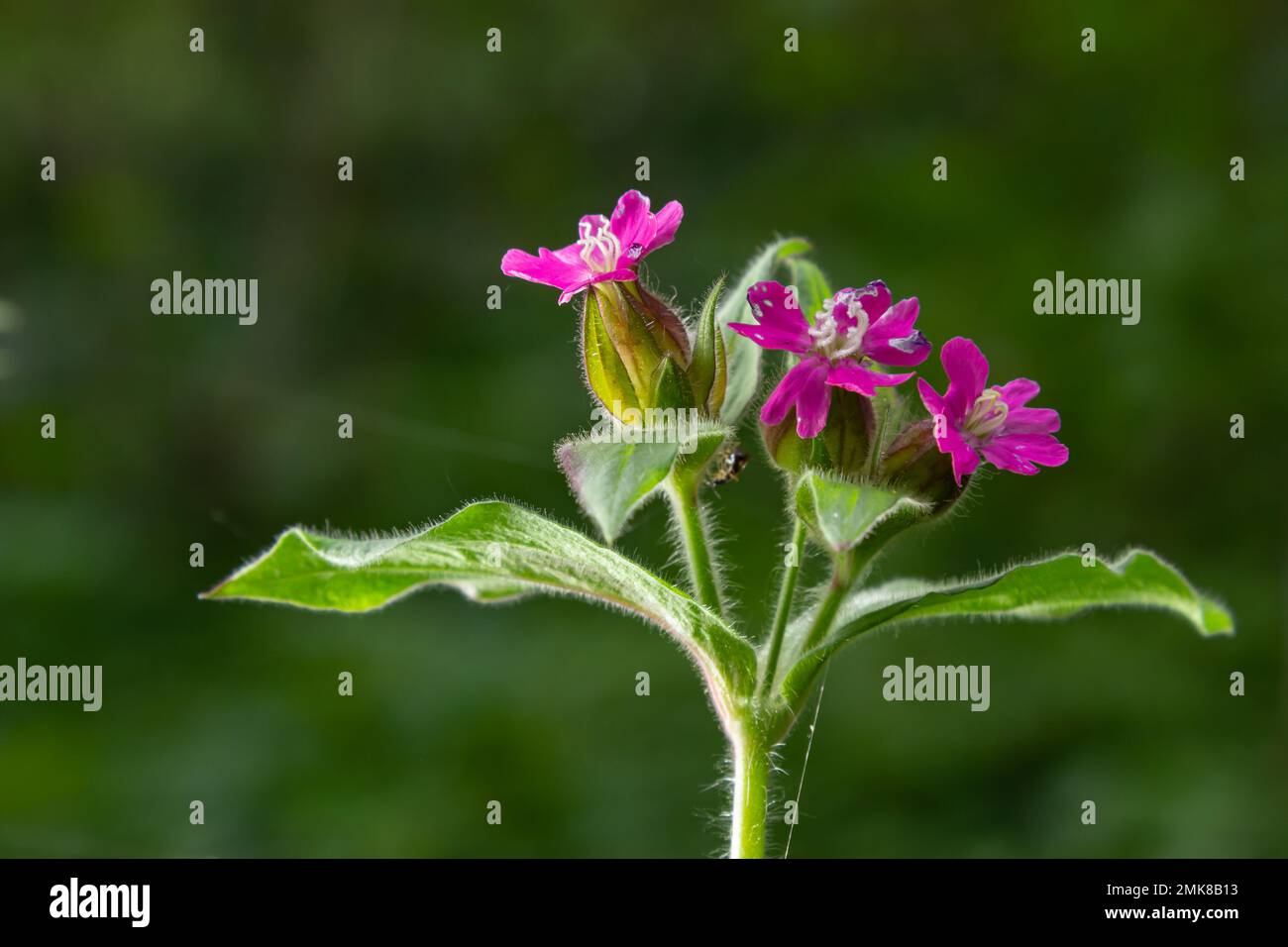 Red Campion, Silene dioica, growing wild on the banks of the River ...