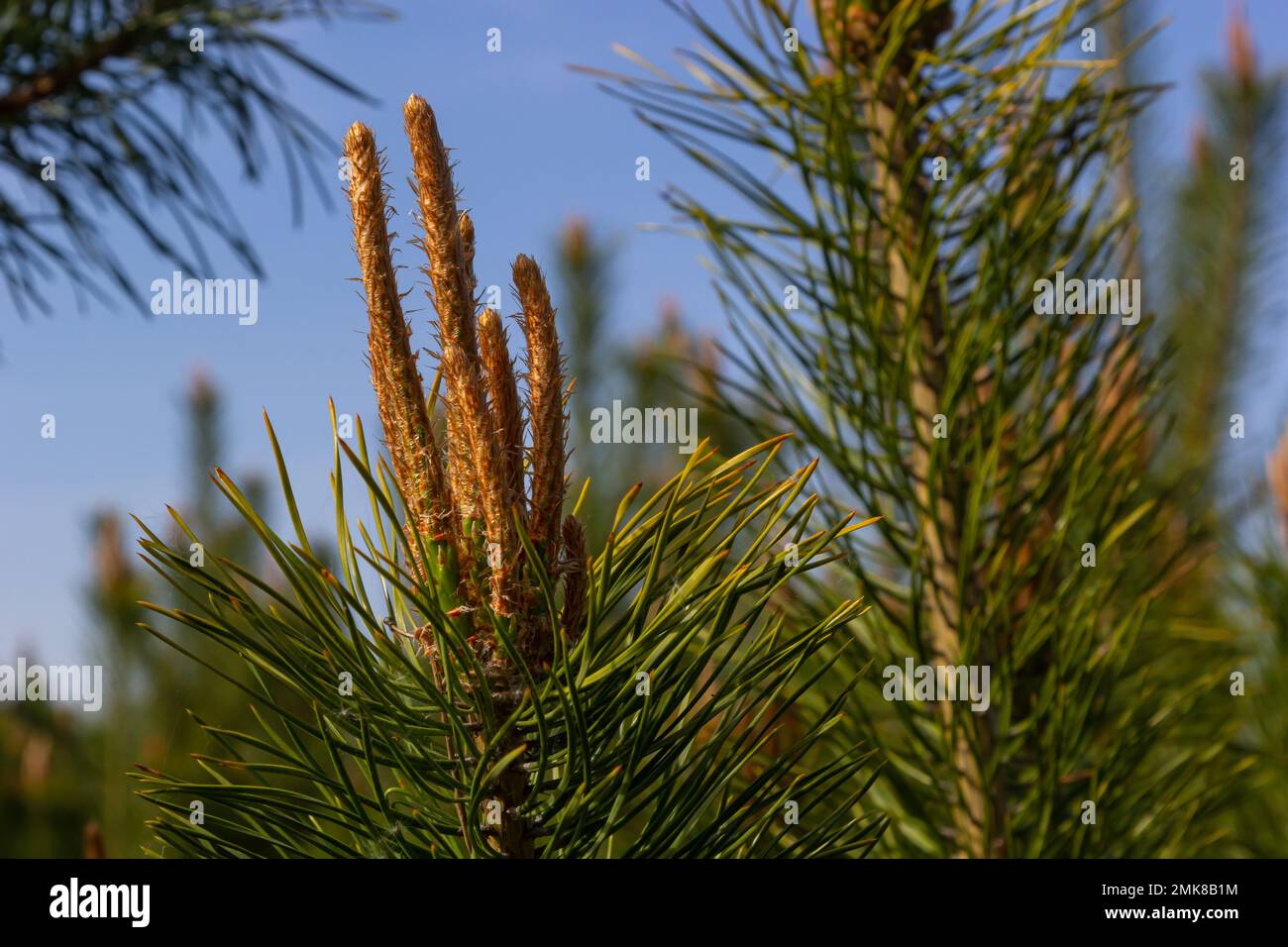 There are long buds on a pine branch. Buds appear on the pine tree in ...