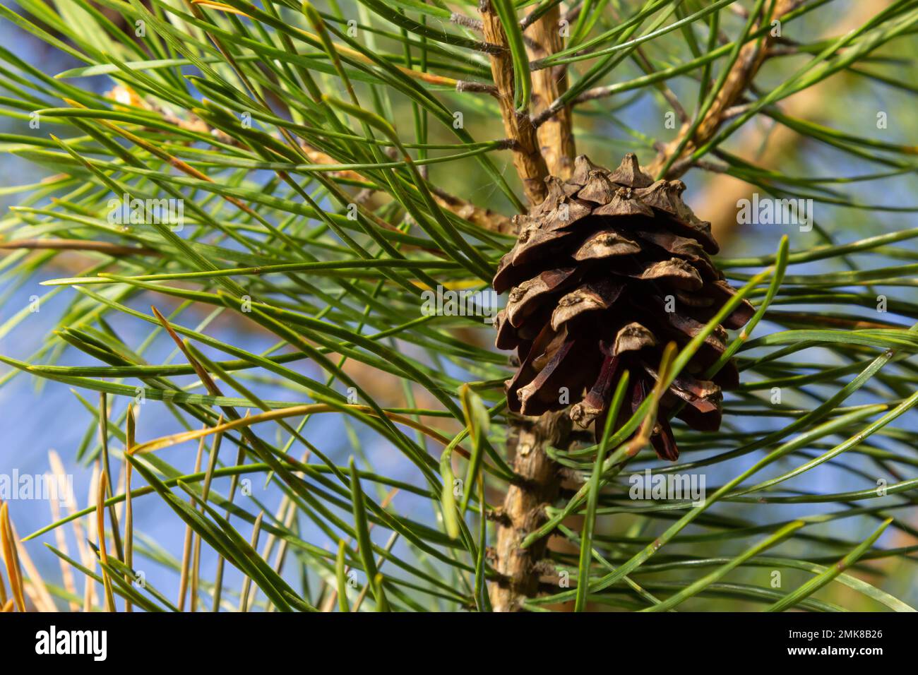 Pine cones on branches with needles on the tree in the forest Stock ...