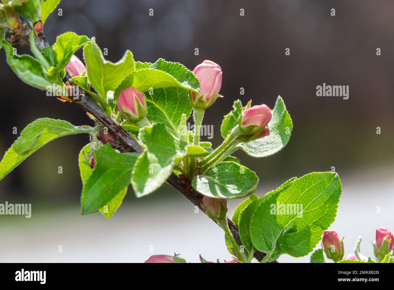 Fresh pink and white blossom flower buds of the Discovery Apple tree ...