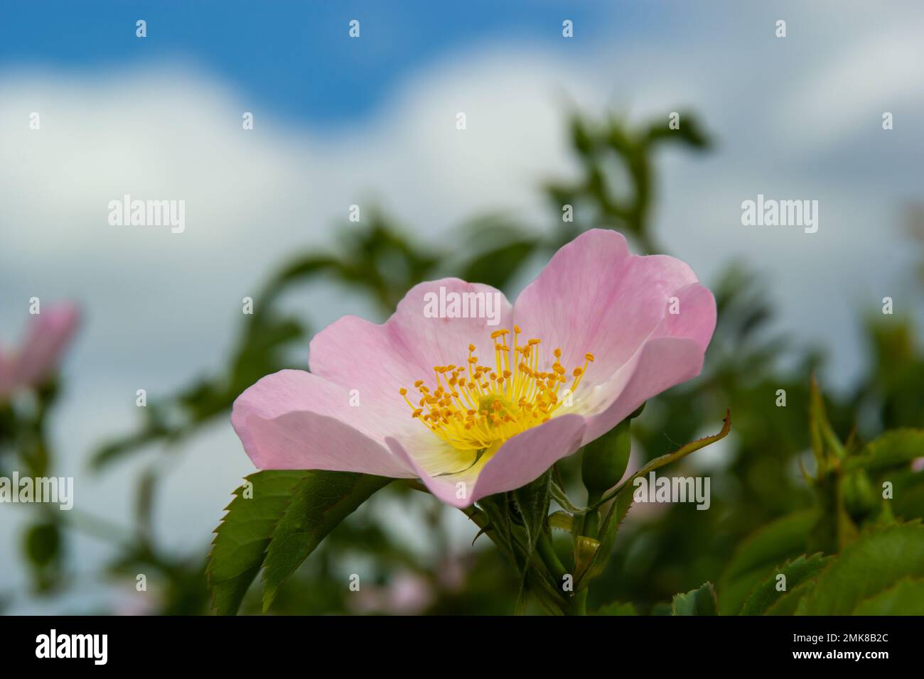Dog rose, Rosa canina, climbing wild rose blooming in a park, close up ...
