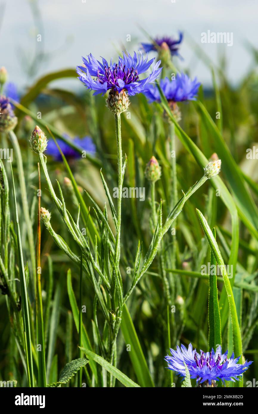 Cornflower, Centaurea cyanus, Asteraceae. Cornflower Herb or bachelor ...