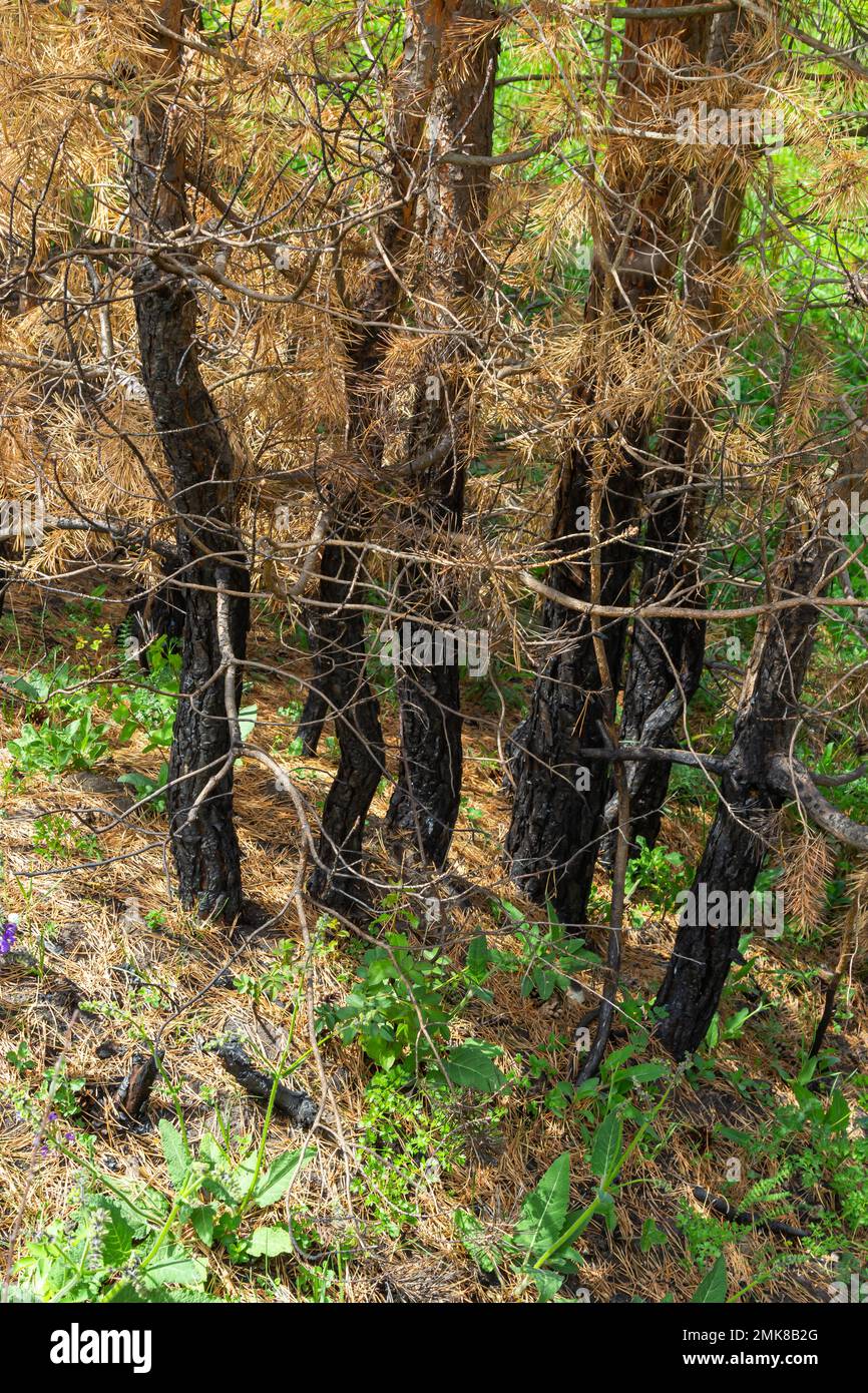 Dry young pine trees after a grass fire. Burnt tree trunks, dried ...