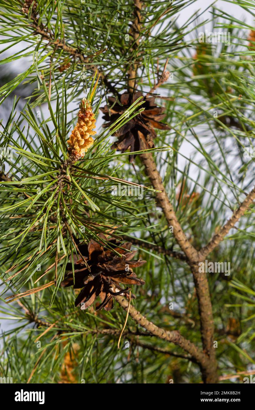 There are long buds on a pine branch. Buds appear on the pine tree in ...