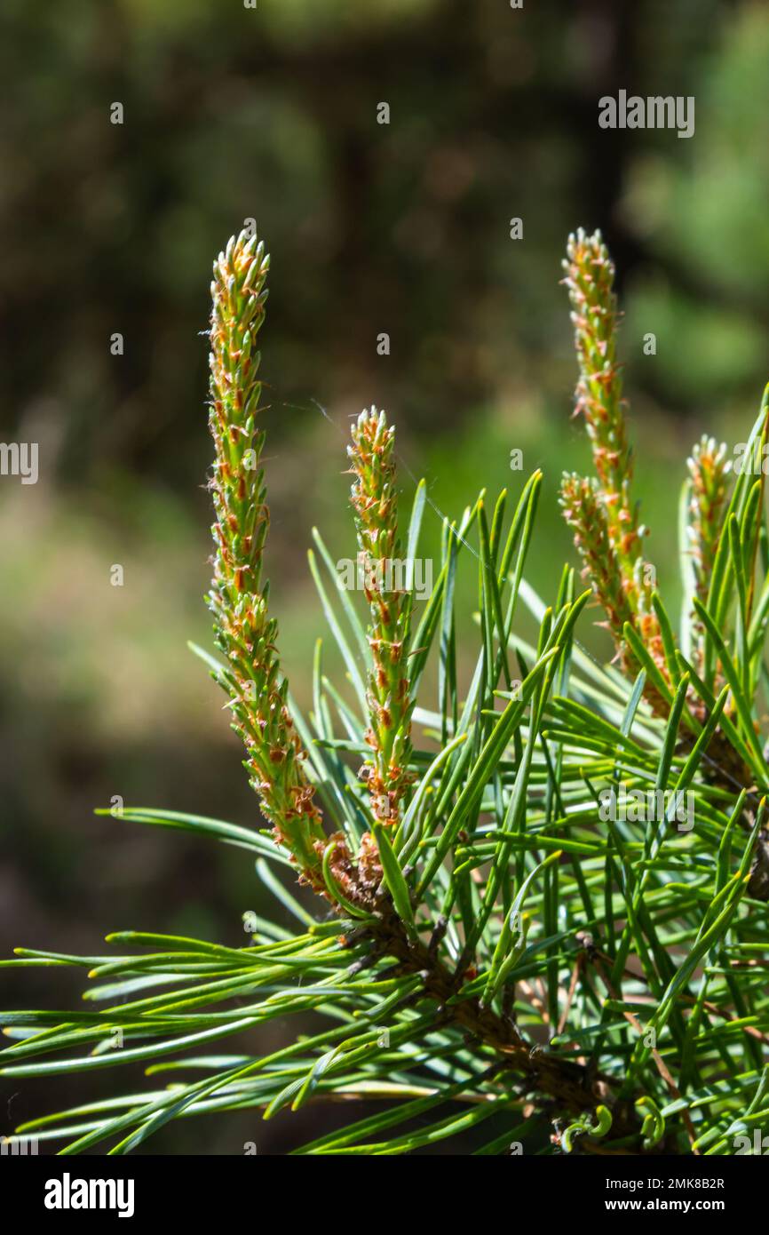 There are long buds on a pine branch. Buds appear on the pine tree in ...
