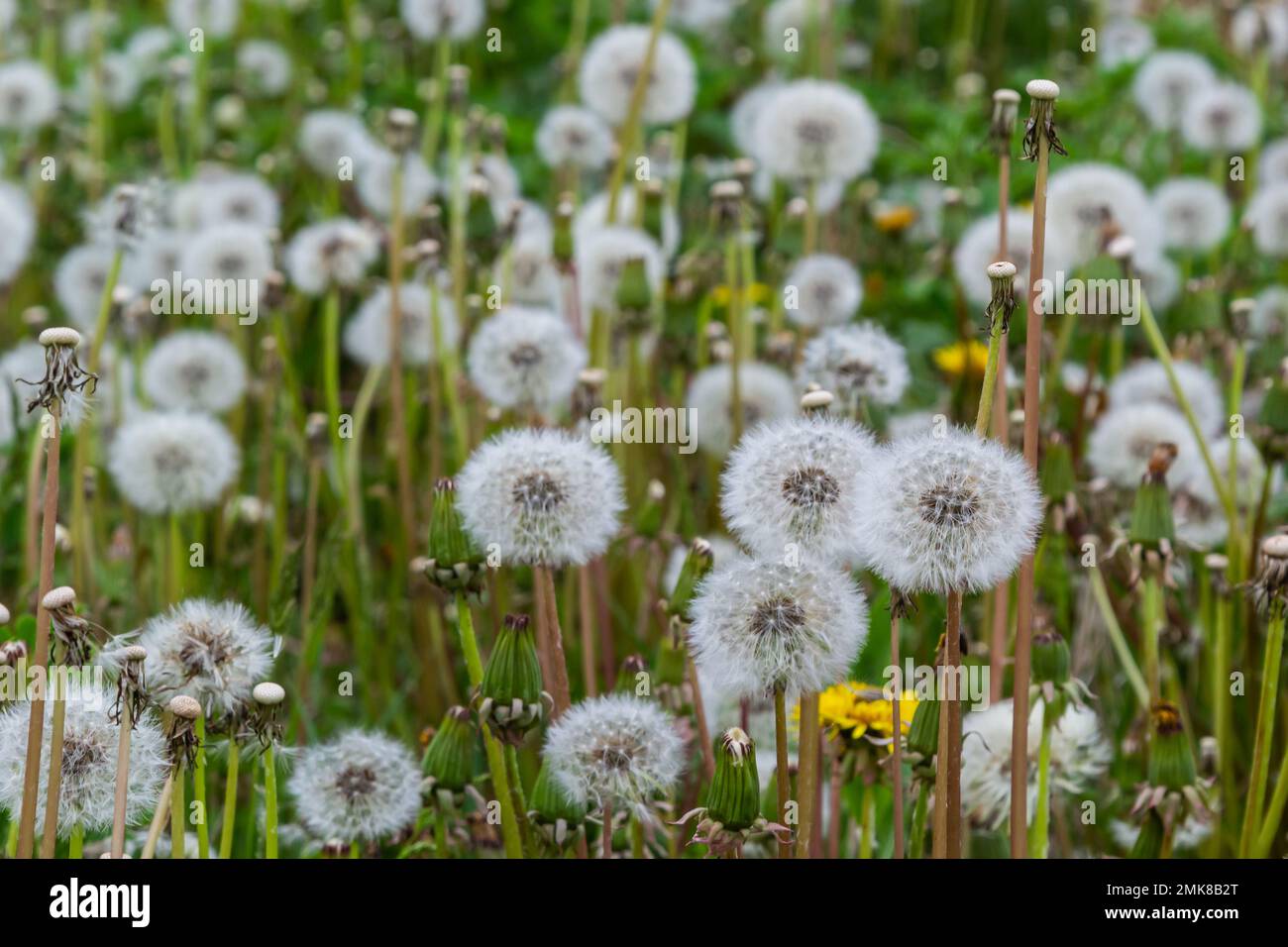 Common dandelion Taraxacum officinale faded flowers looks like snow ...