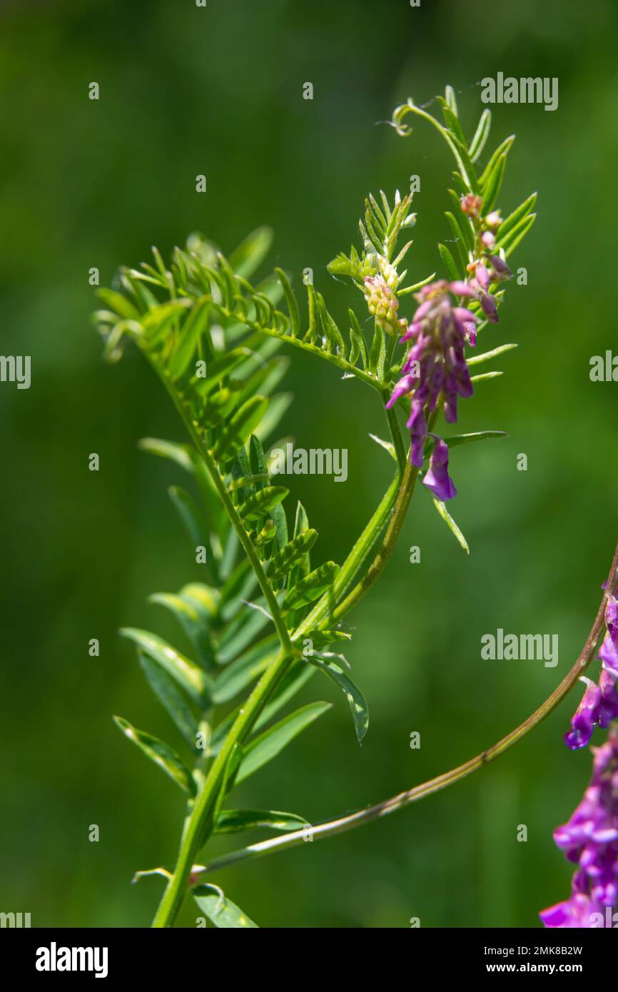 Fragile purple flowers background. Woolly or Fodder Vetch, Vicia villos ...