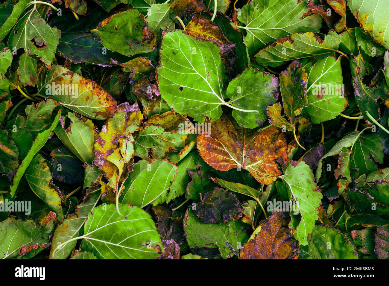 Mixed Pile of Dried and Moldy Tree Leaves .A Picture of Neglect Decay ...