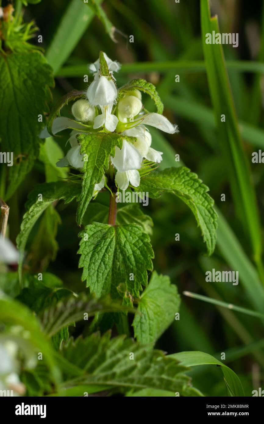 Lamium album, commonly called white nettle or white dead-nettle, is a ...