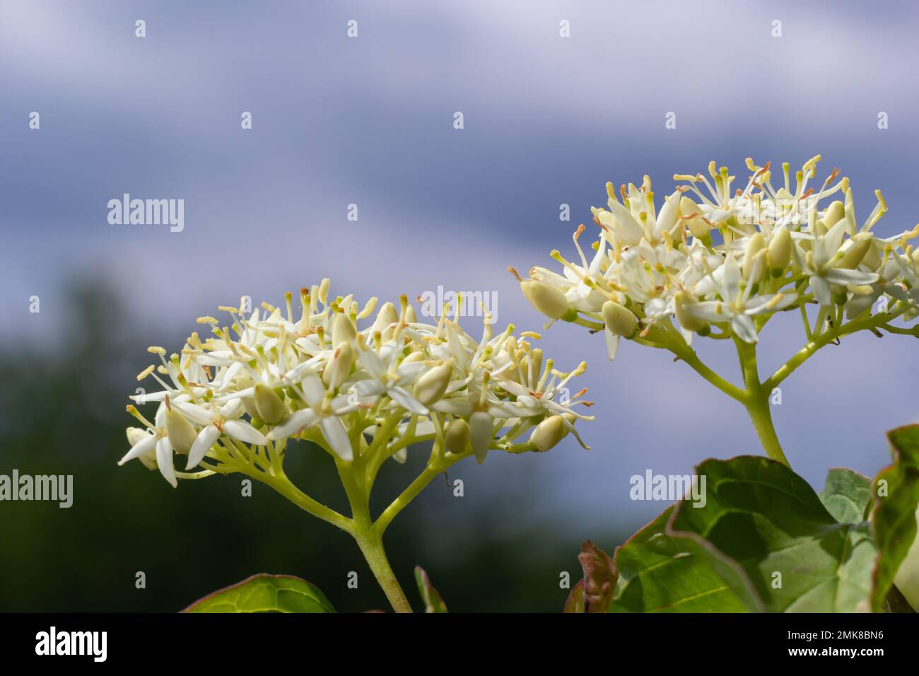 Cornus sanguinea - red dogwood plant in flower and full leaf. Cornus ...