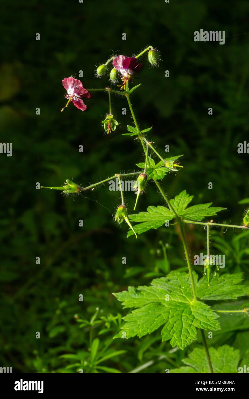 Geranium phaeum, commonly called dusky cranes bill, mourning widow or ...
