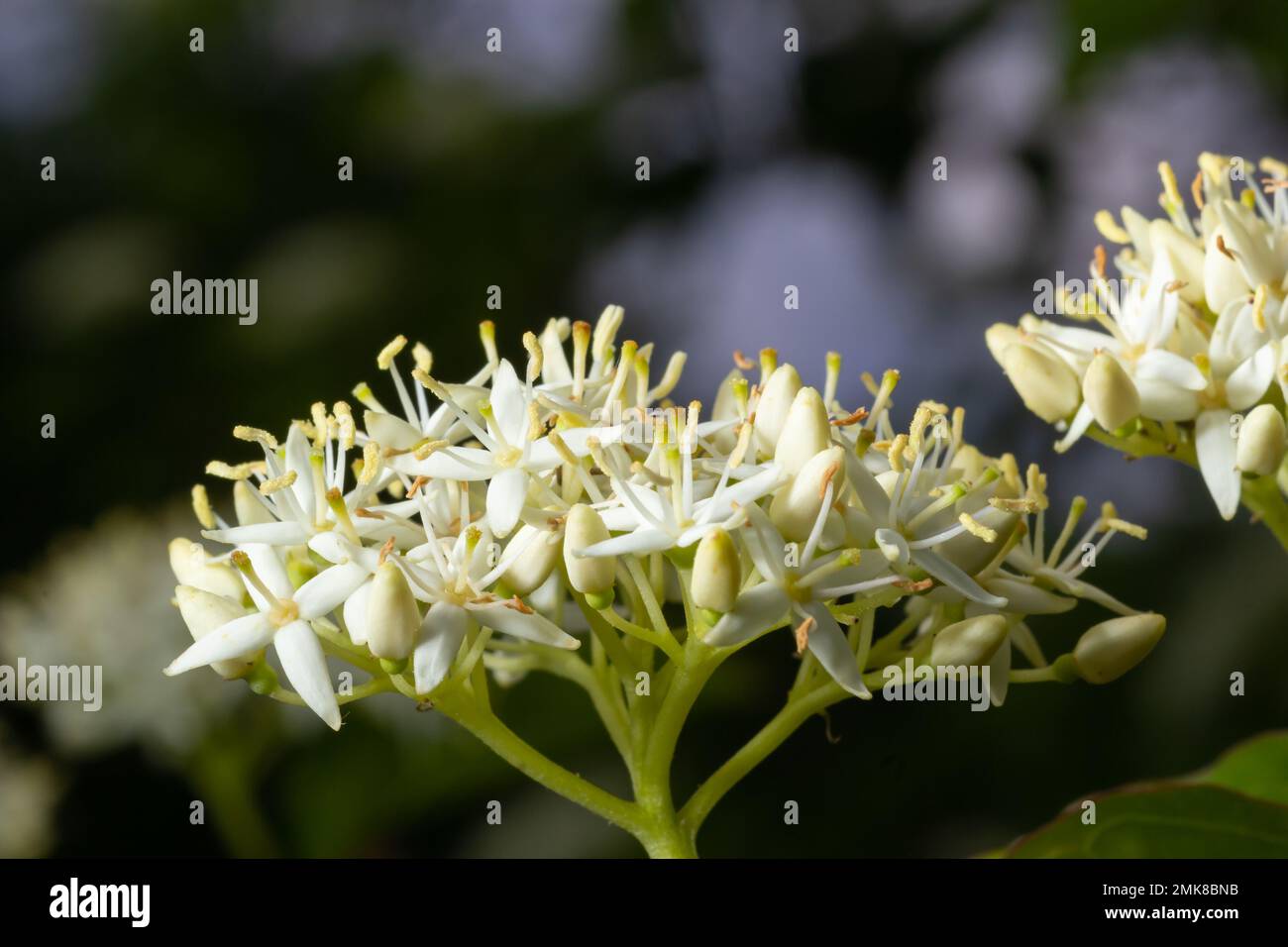 Cornus sanguinea - red dogwood plant in flower and full leaf. Cornus ...
