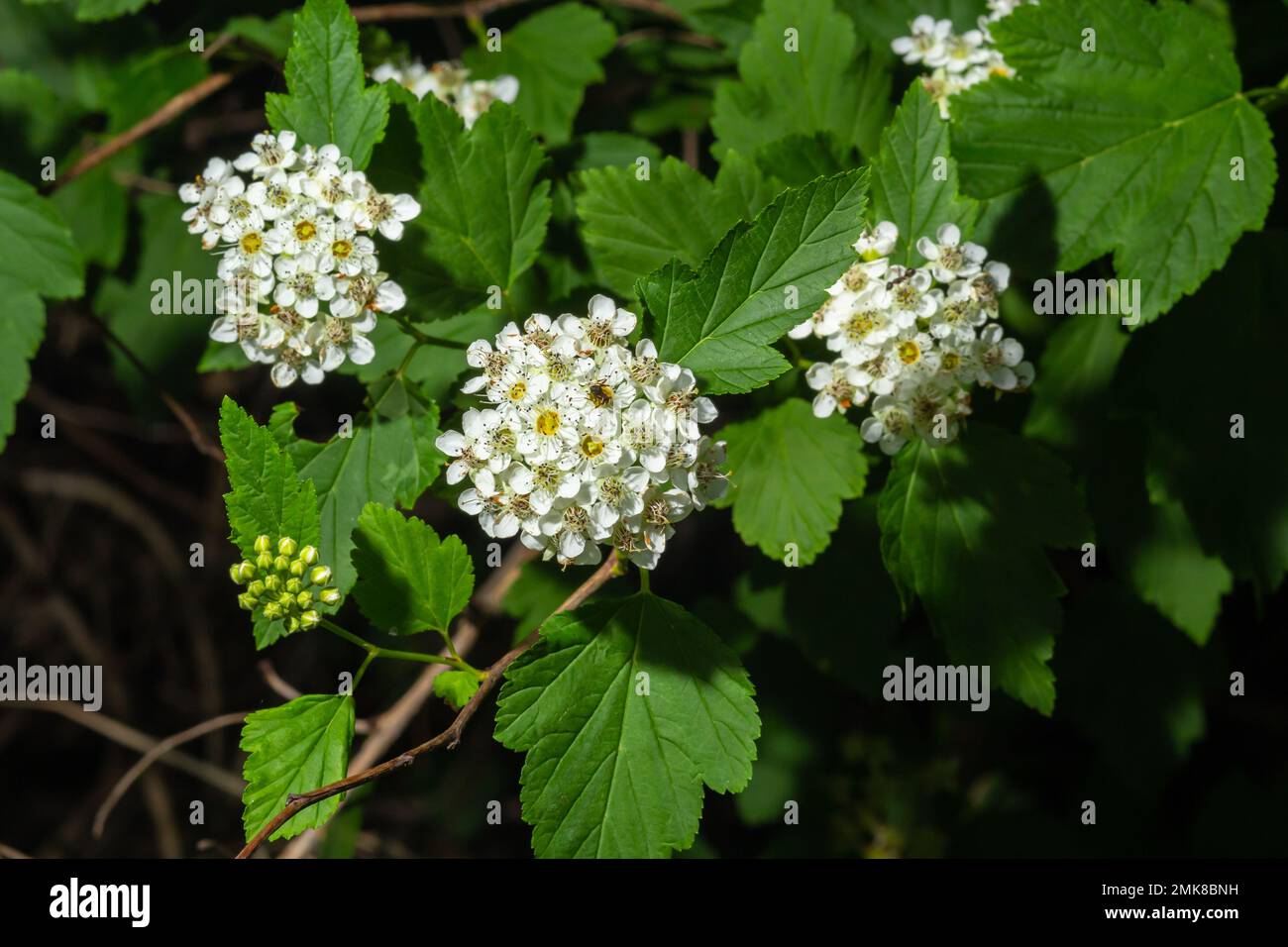 Flowering ninebark shrub close up. Physokarpus capitatus, commonly ...