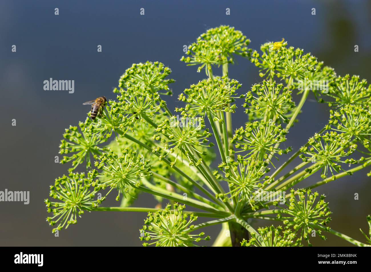 Angelica, Angelica, Archangelica, belongs to the wild plant with green ...