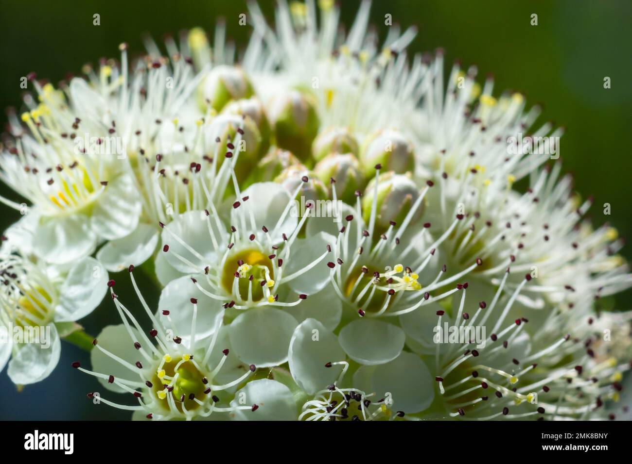 Flowering ninebark shrub close up. Physokarpus capitatus, commonly ...