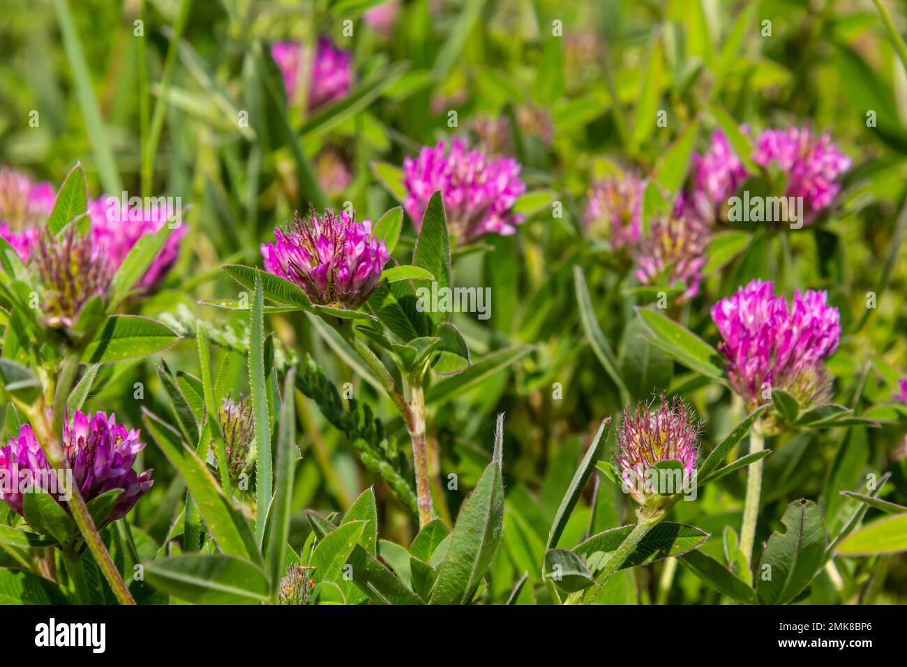 Trifolium pratense. Thickets of a blossoming clover. Red clover plants ...