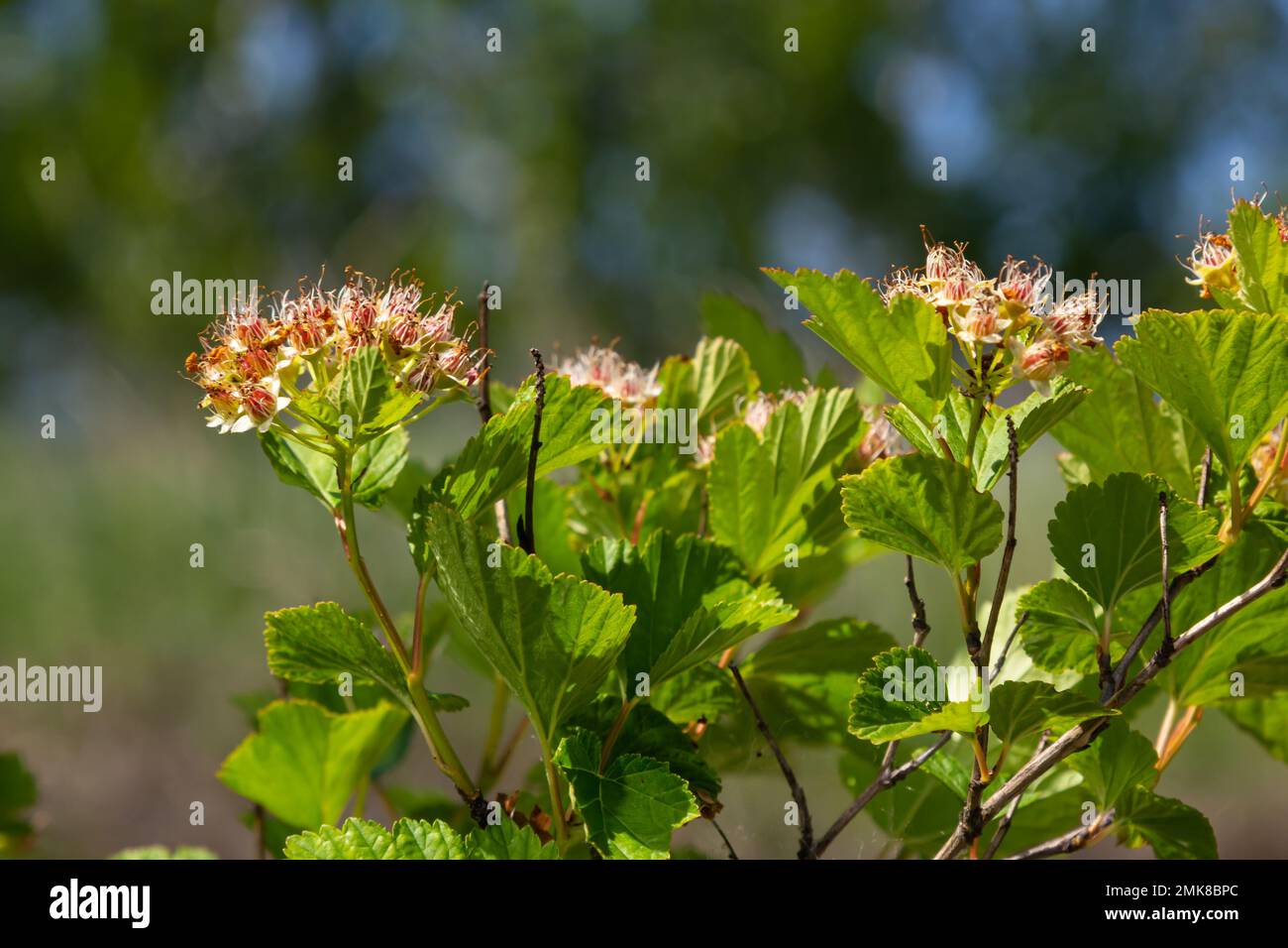 Flowering ninebark shrub close up. Physokarpus capitatus, commonly ...