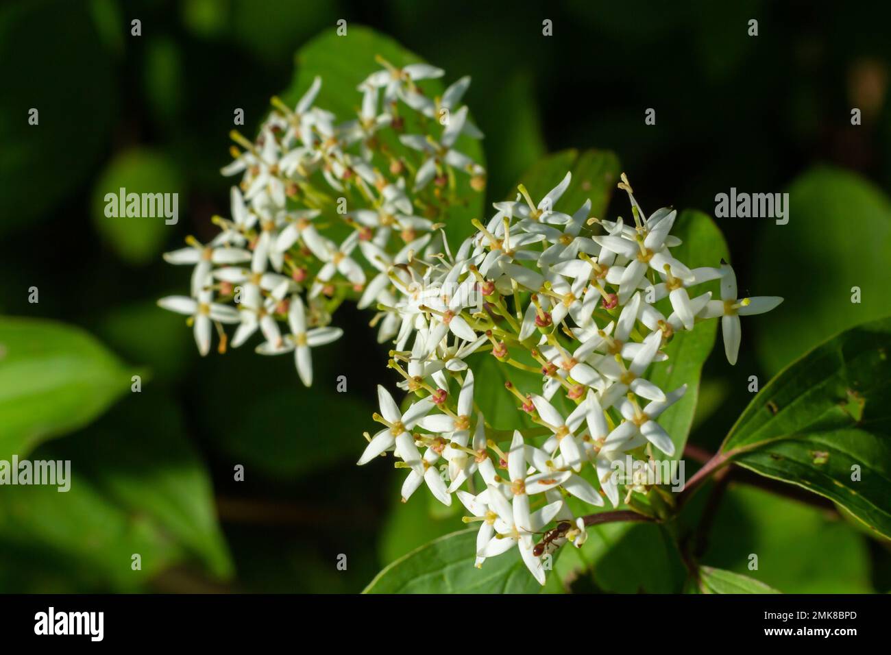 Cornus sanguinea - red dogwood plant in flower and full leaf. Cornus ...