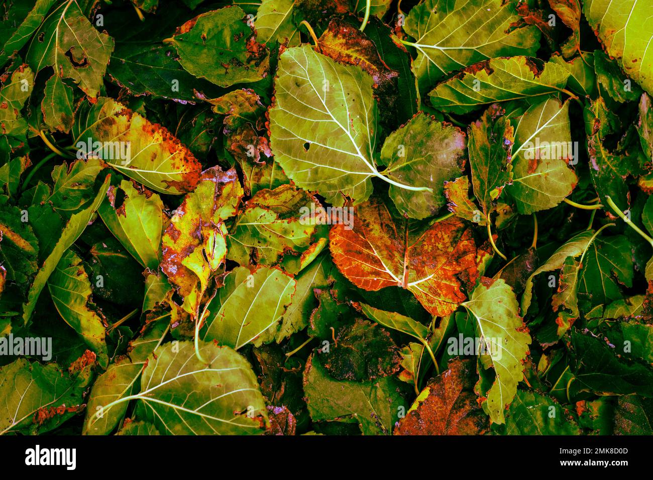 Mixed Pile of Dried and Moldy Tree Leaves .A Picture of Neglect Decay ...