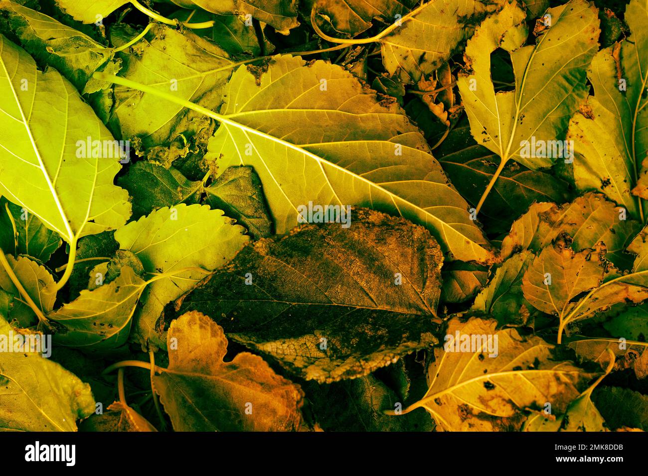 Mixed Pile of Dried and Moldy Tree Leaves .A Picture of Neglect Decay ...