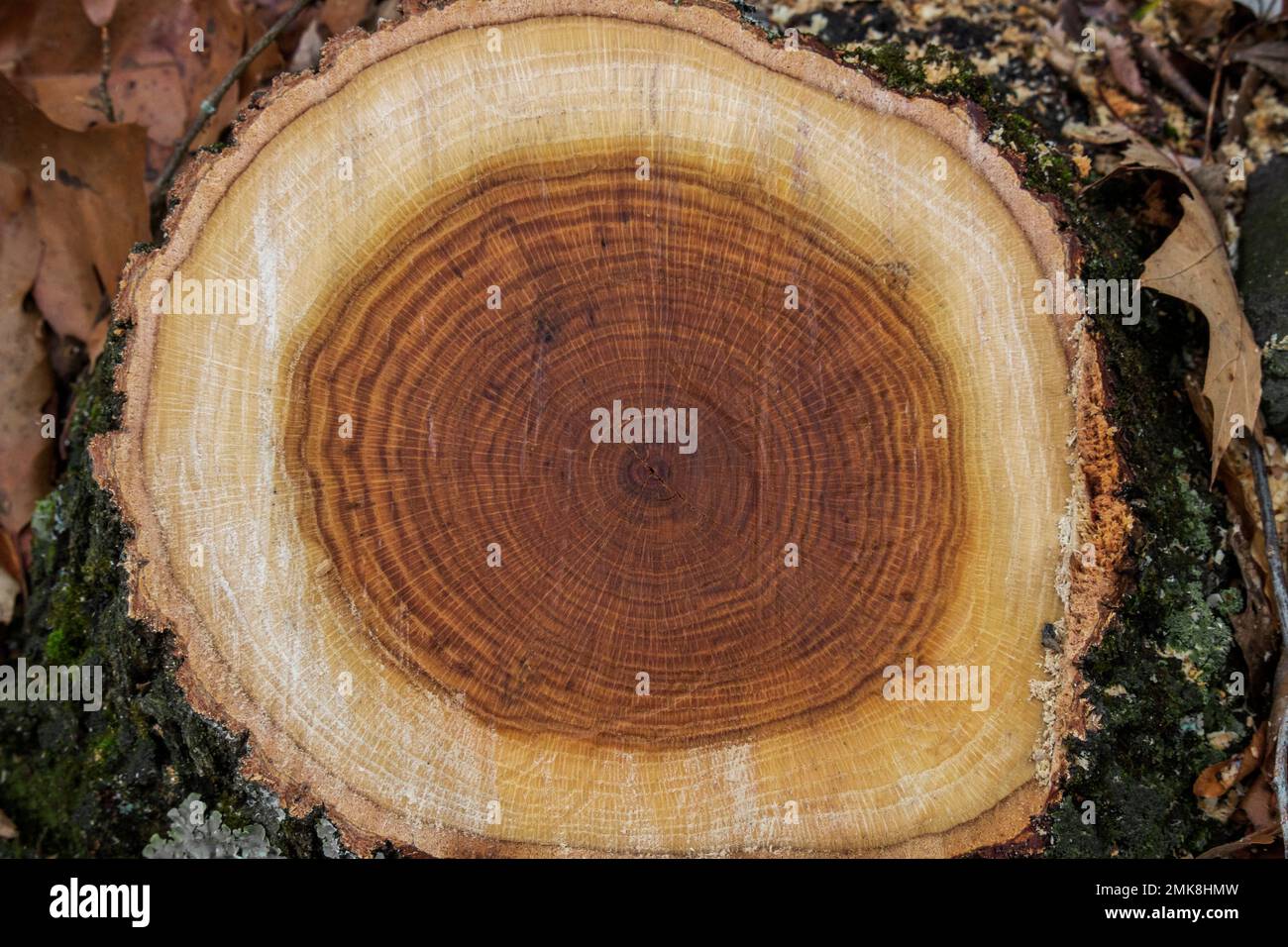 Annual growth tree rings on a Chinese Chestnut stump Stock Photo - Alamy