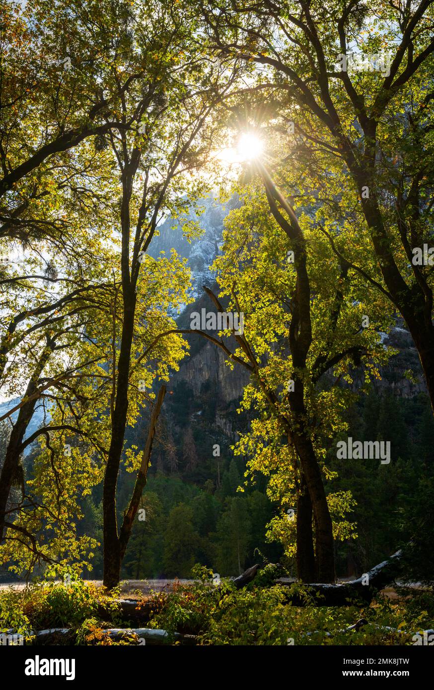 The Sun bursting through a fall scene in Yosemite National Park Stock ...