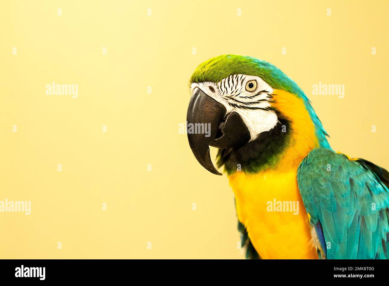 Large blue-and-yellow macaw parrot or ara arauna close-up against a ...