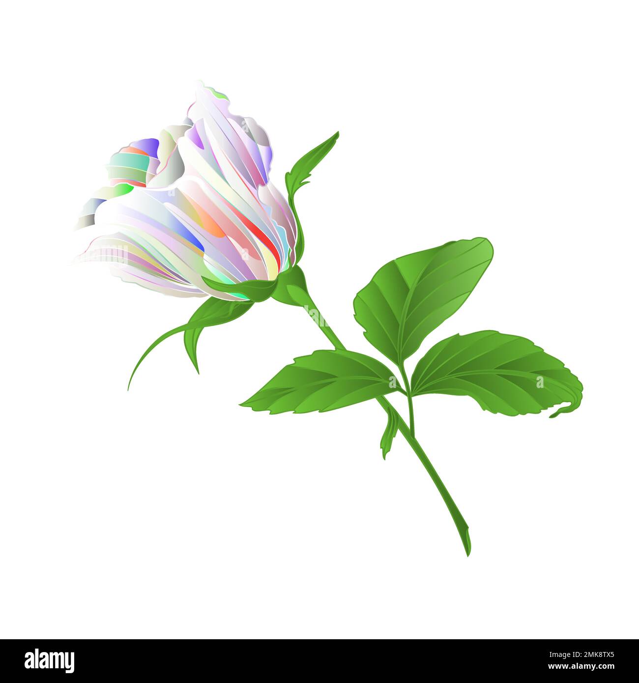 Rosebud multicolor rose twig with leaves on a white background vintage ...
