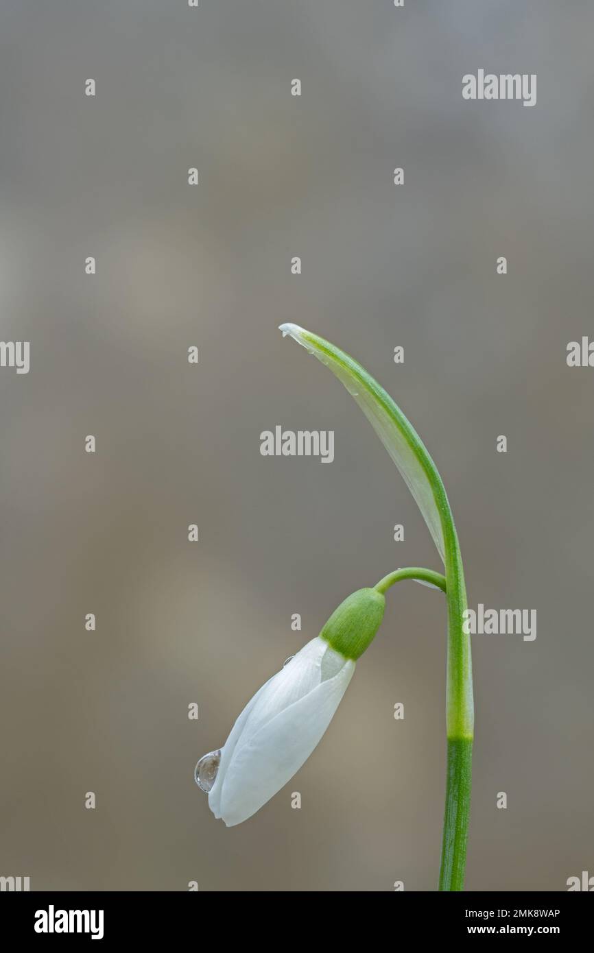 Winter in southampton old cemetery hi-res stock photography and images ...