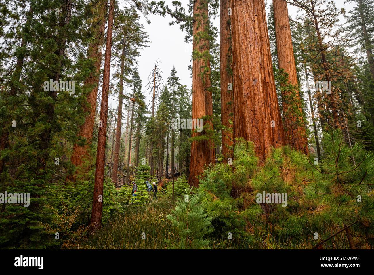 The Mariposa Grove of Giant Sequoia Trees in Yosemite National Park ...
