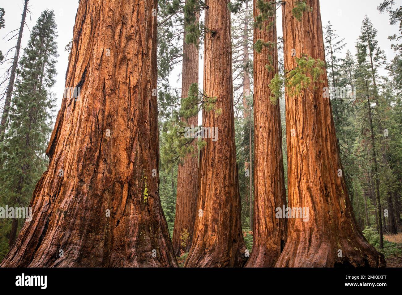 The Mariposa Grove of Giant Sequoia Trees in Yosemite National Park ...