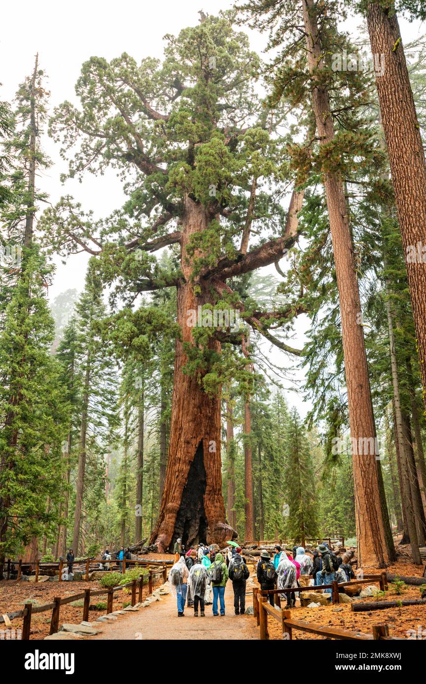 The giant forest grove sequoia national park hi-res stock photography ...