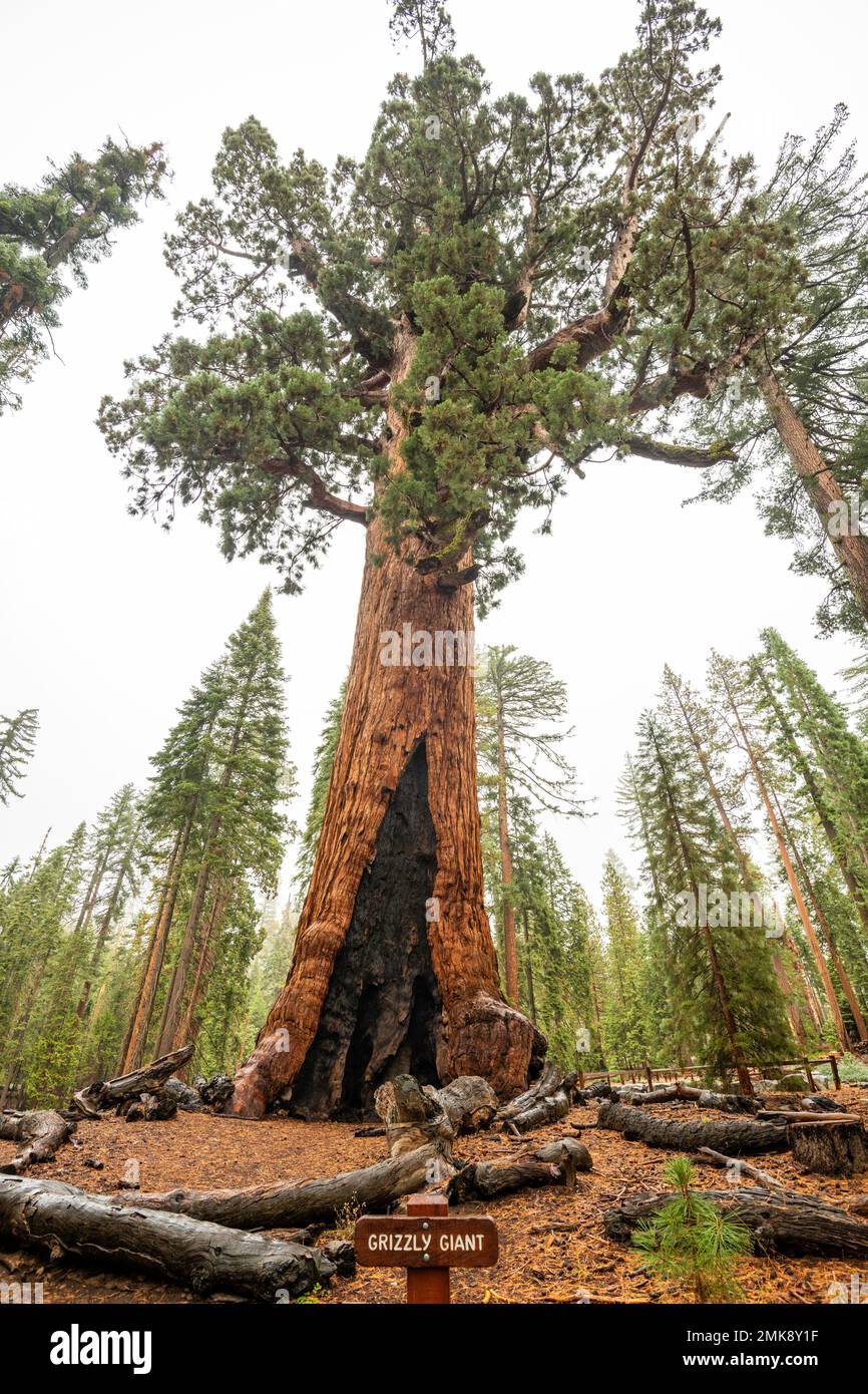 The Mariposa Grove of Giant Sequoia Trees in Yosemite National Park ...