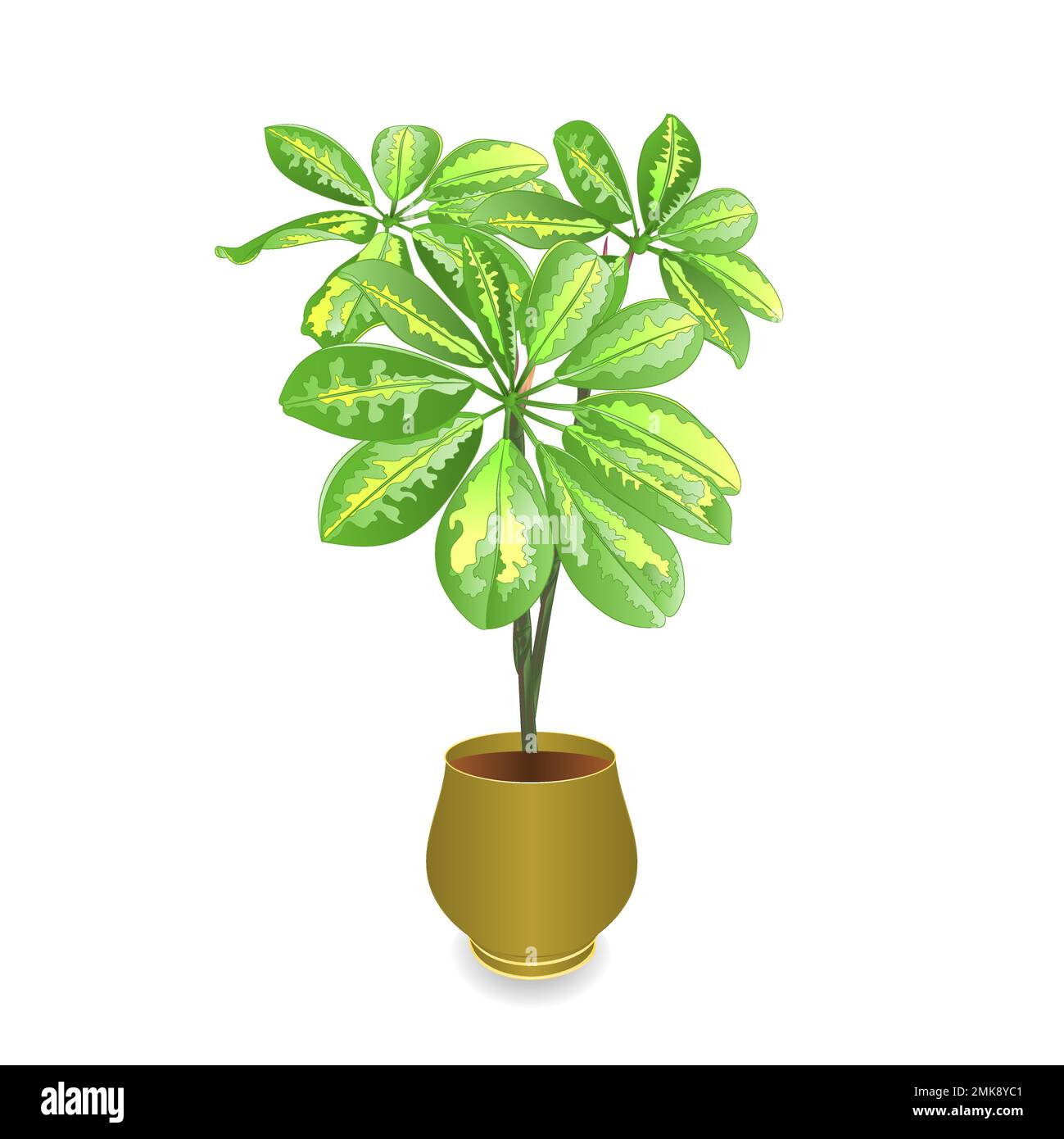 Schefflera arboricola Stock Vector Images - Alamy