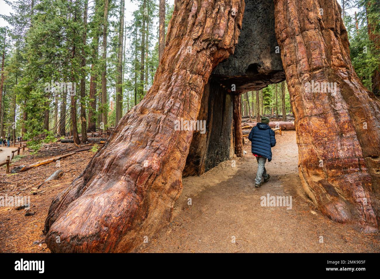 The Mariposa Grove of Giant Sequoia Trees in Yosemite National Park ...
