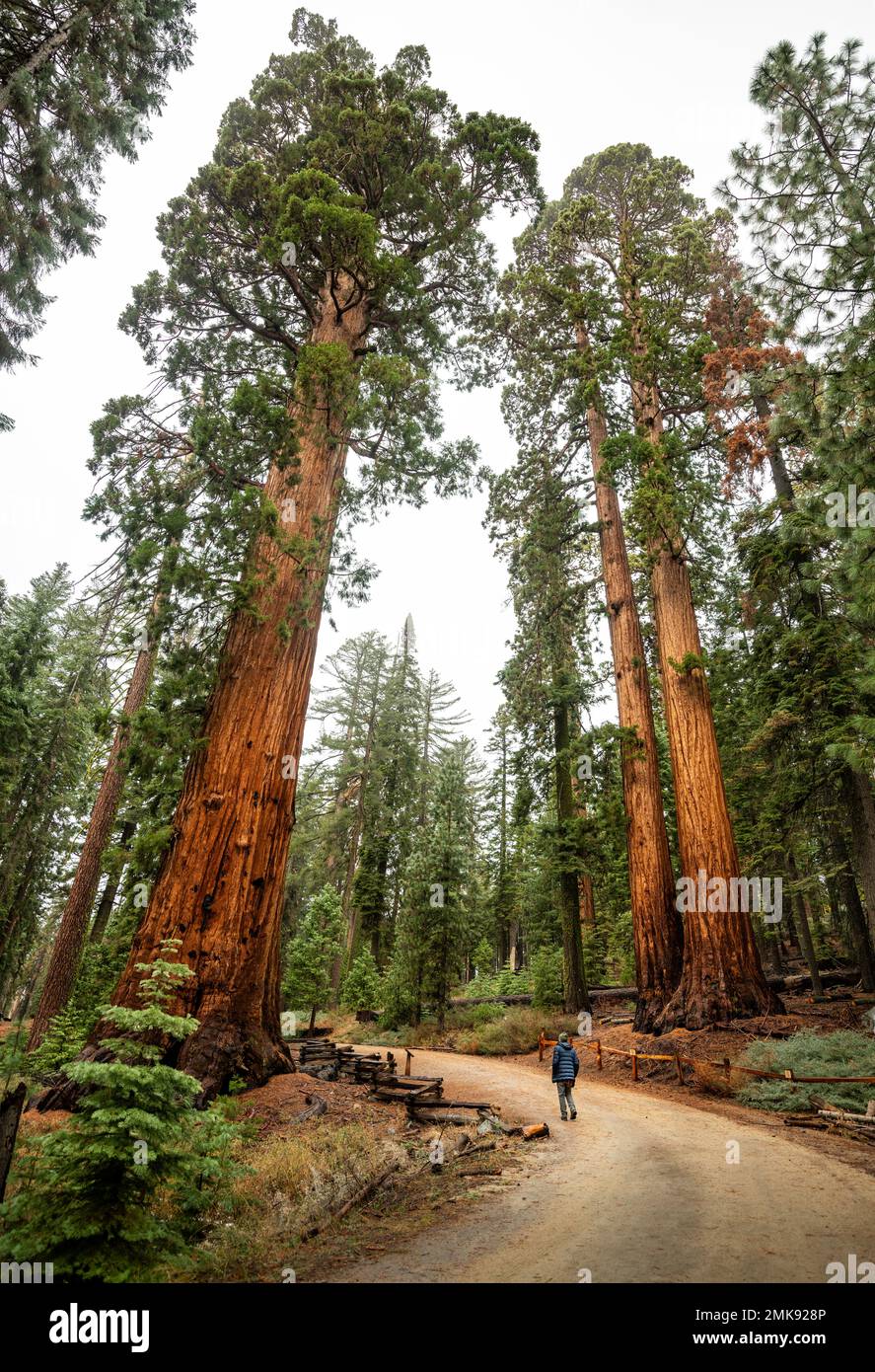 The Mariposa Grove of Giant Sequoia Trees in Yosemite National Park ...
