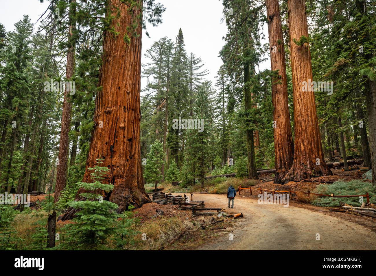 The Mariposa Grove of Giant Sequoia Trees in Yosemite National Park ...