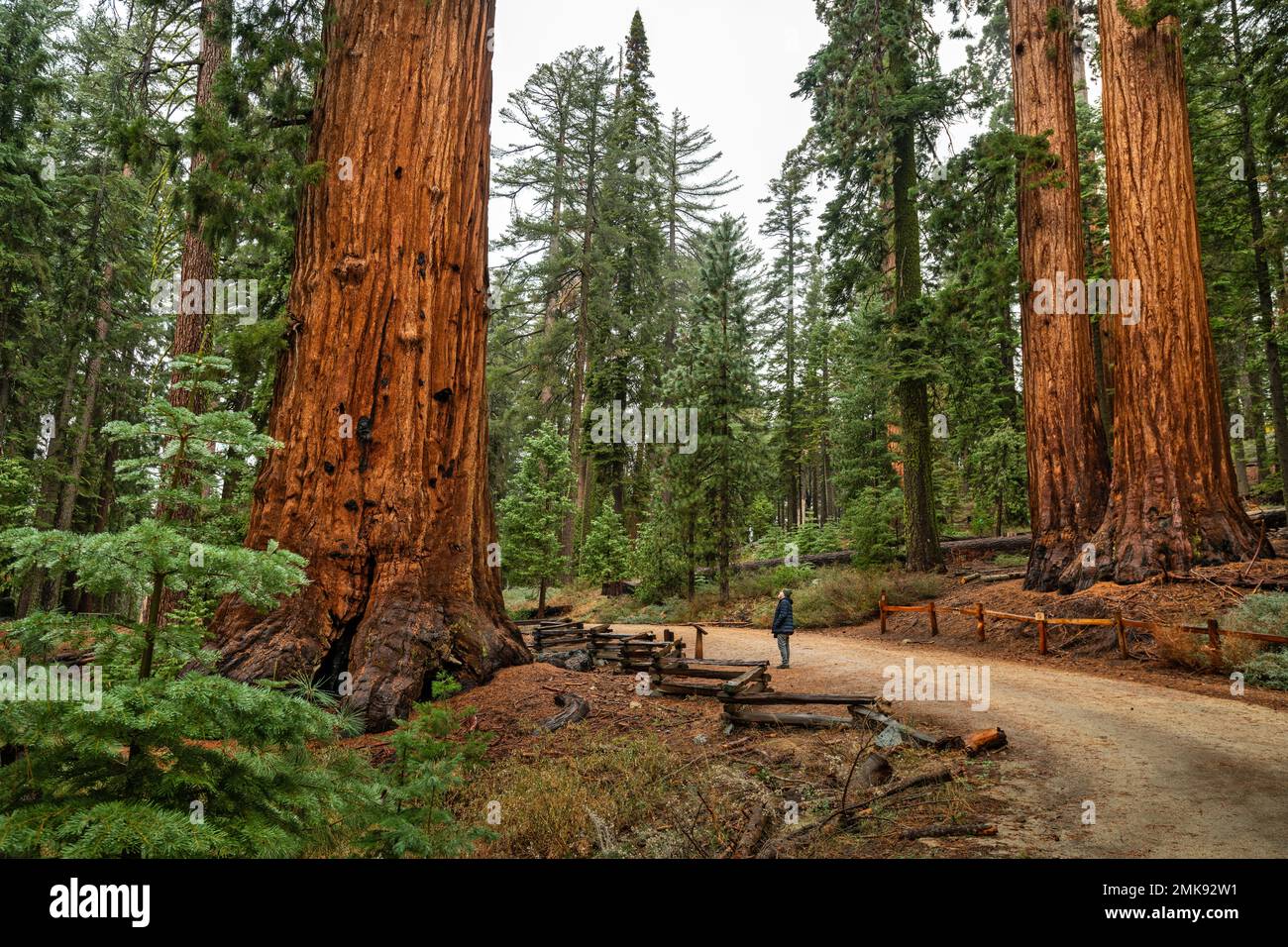The Mariposa Grove of Giant Sequoia Trees in Yosemite National Park ...