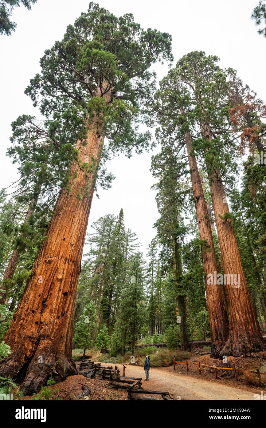 The Mariposa Grove of Giant Sequoia Trees in Yosemite National Park ...